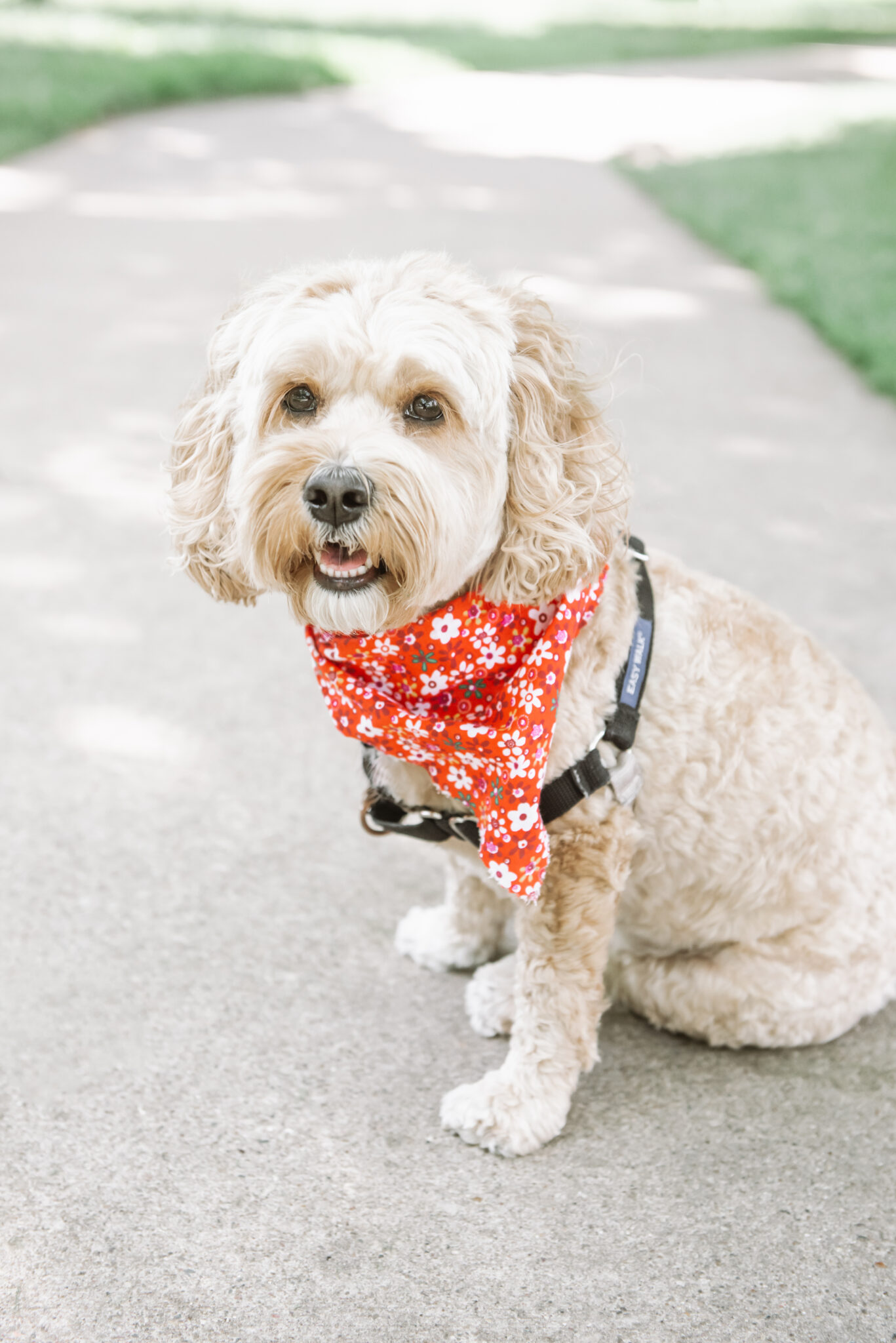 Chicago Dog Meetup Groups | Chicago & France Wedding & Elopement ...